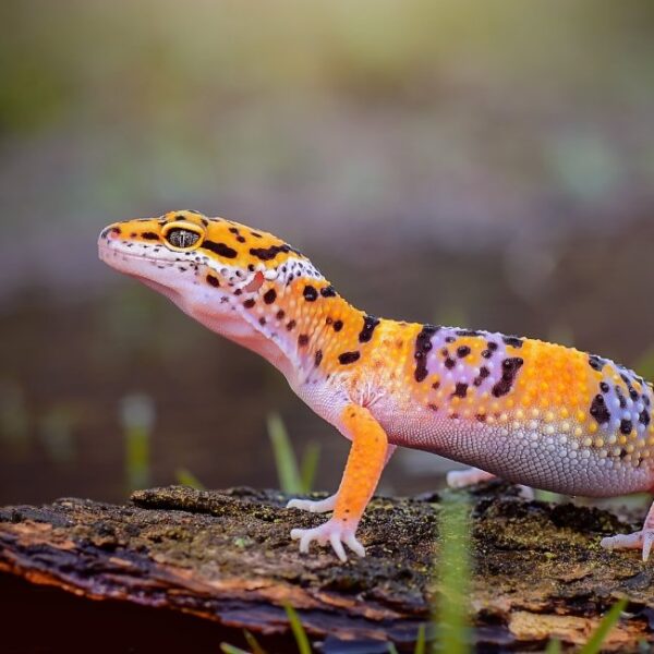 Reptiles Available for Sale – Petland Knoxville, Tennessee